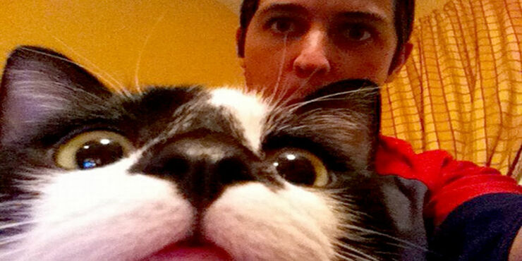 The World Of Photobombing Cats